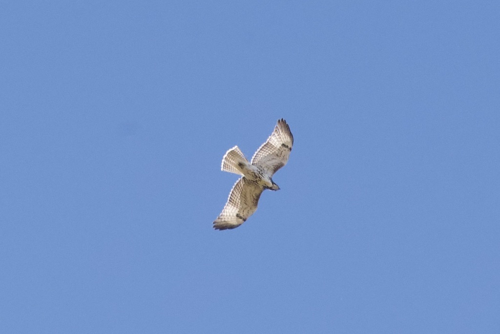 Red-tailed Hawk from Horse River, Abasand, Fort McMurray, AB, Canada on ...
