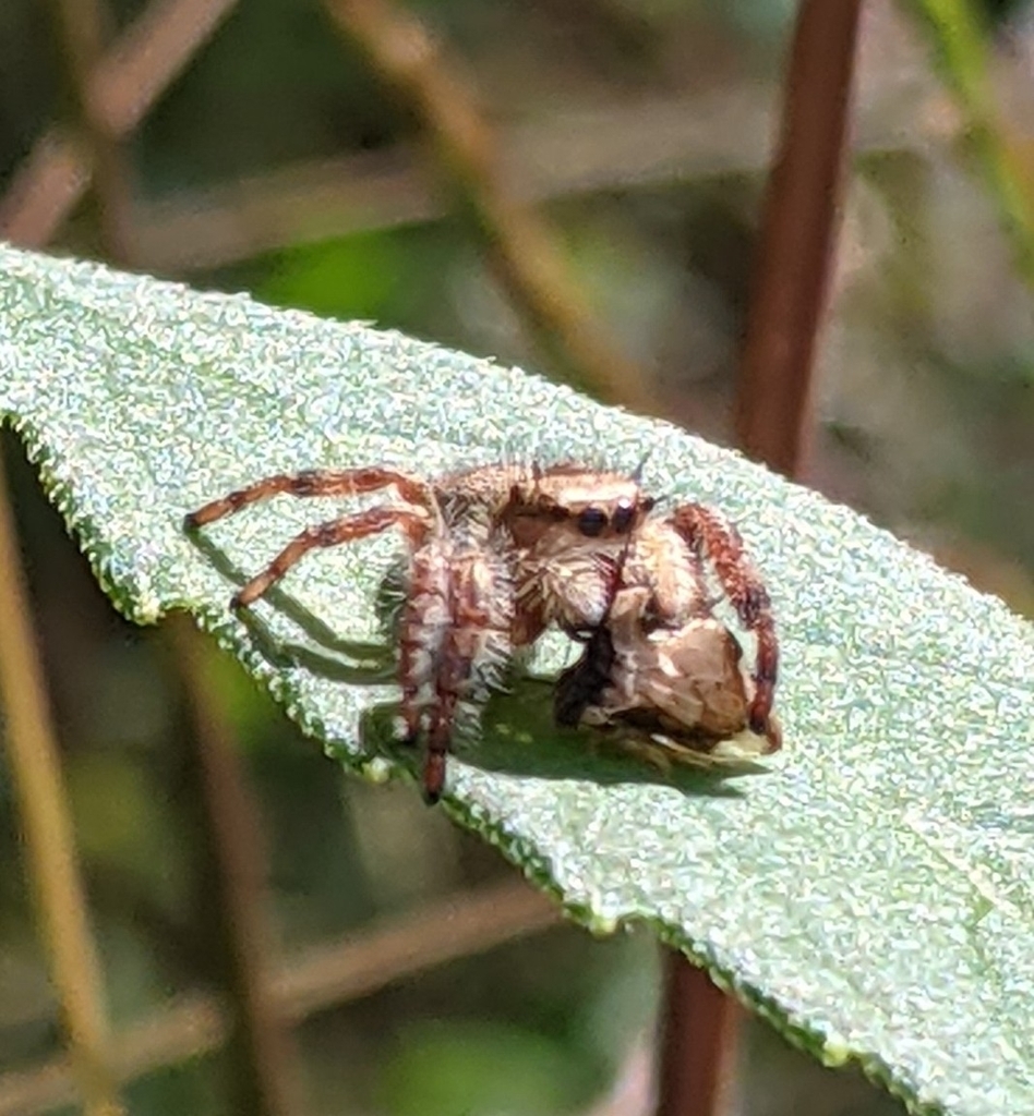 Grayish Jumping Spider from Sully, Chantilly, VA, USA on September 25 ...