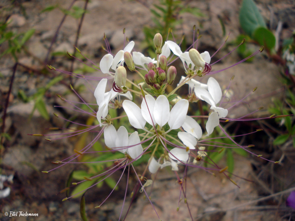 Cleome chilensis from Antofagasta, CL-AN, CL on October 12, 2010 at 05: ...