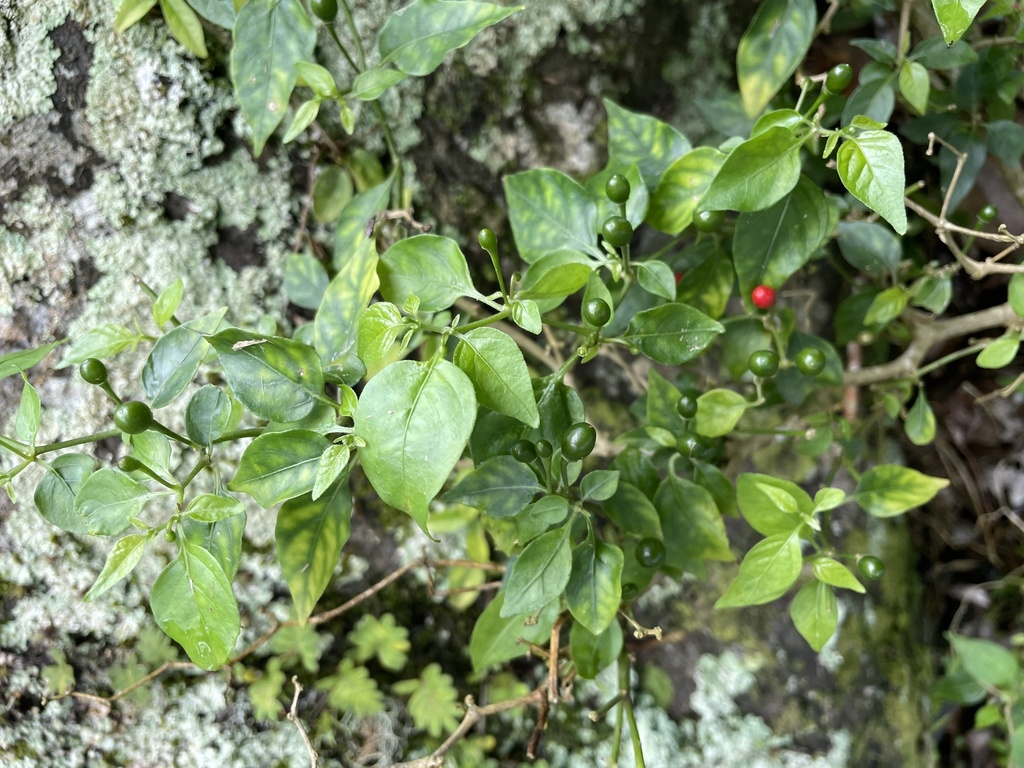bird pepper from Puerto Rico, Cayey, PR, US on September 23, 2021 at 10 ...