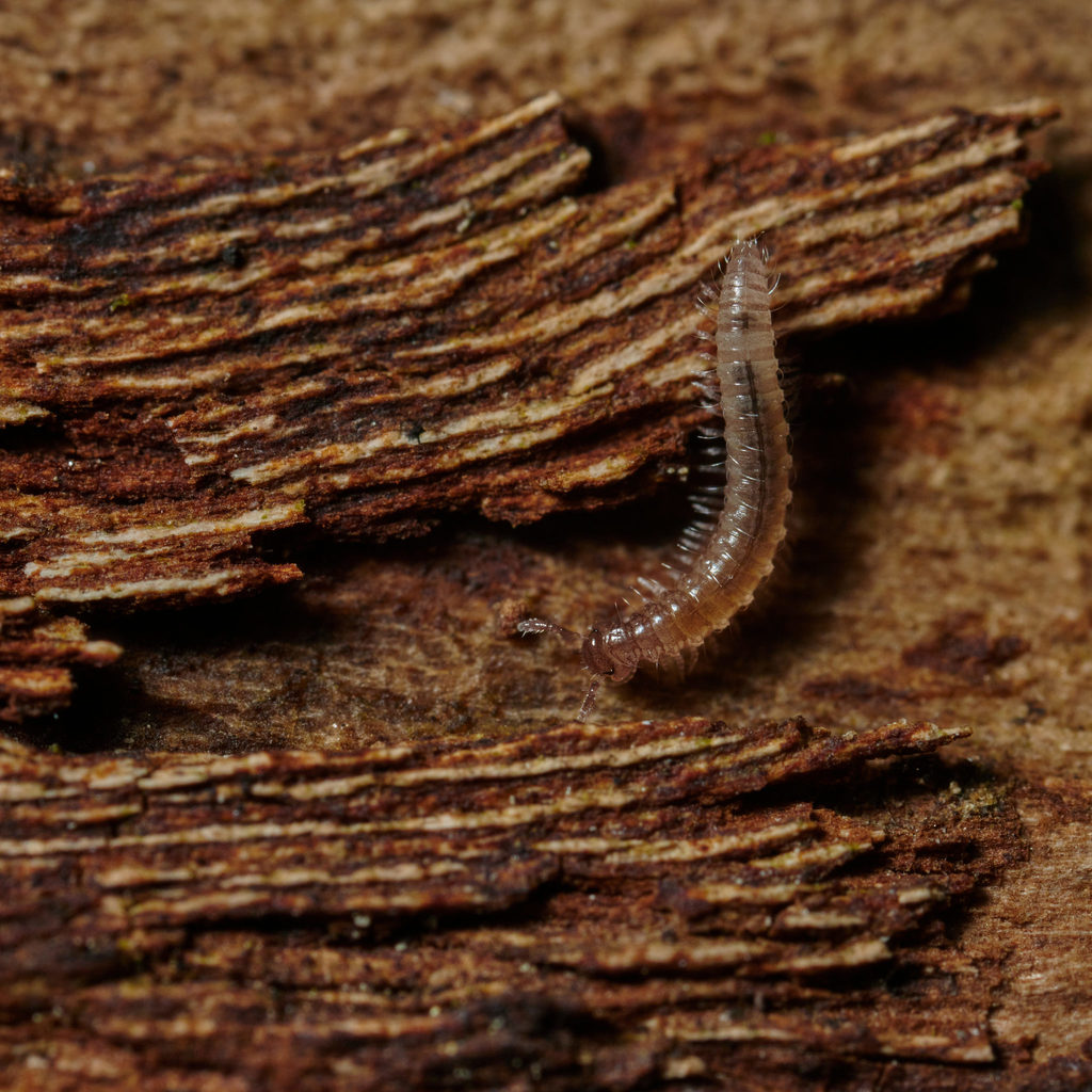 Sausage Millipedes from g.k. Lozenets, Sofia, Bulgaria 3 on March 13 ...