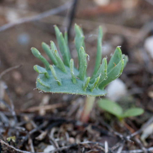Poolcleaner Woolseed (Eriospermum alcicorne) · iNaturalist