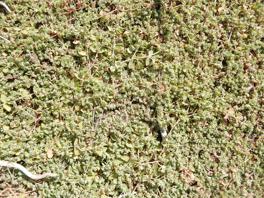 Matted Sandmat from Cedar Hill, TX, USA on September 25, 2021 at 10:58 ...