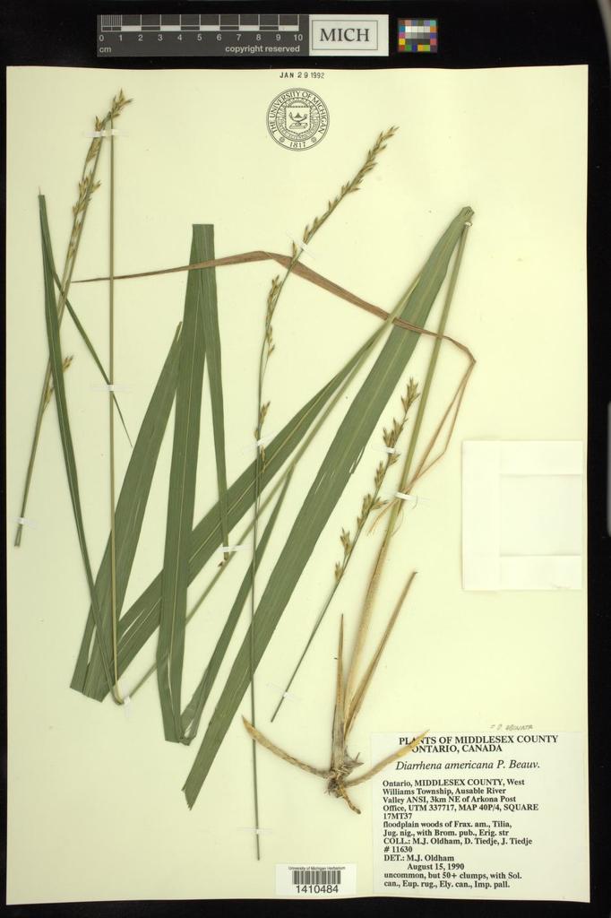 Beak Grass from Middlesex County, ON, Canada on June 27, 1992 at 04:21 ...