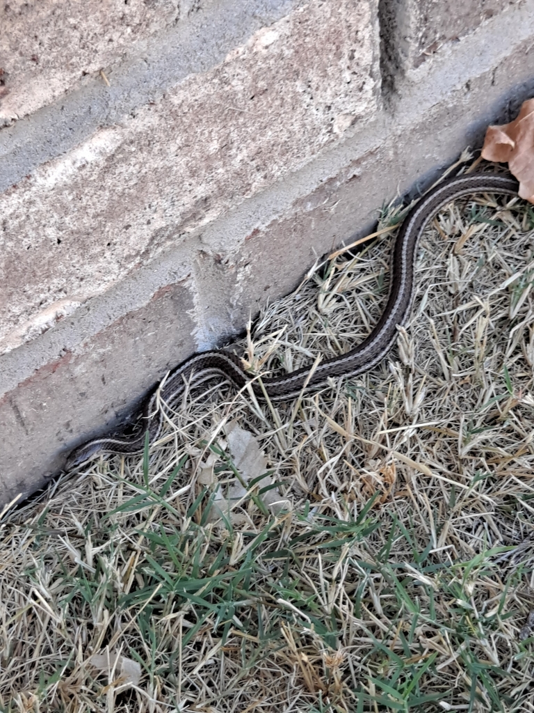 Lined Snake from Kendall-Whittier, Tulsa, OK, USA on September 25, 2021 ...