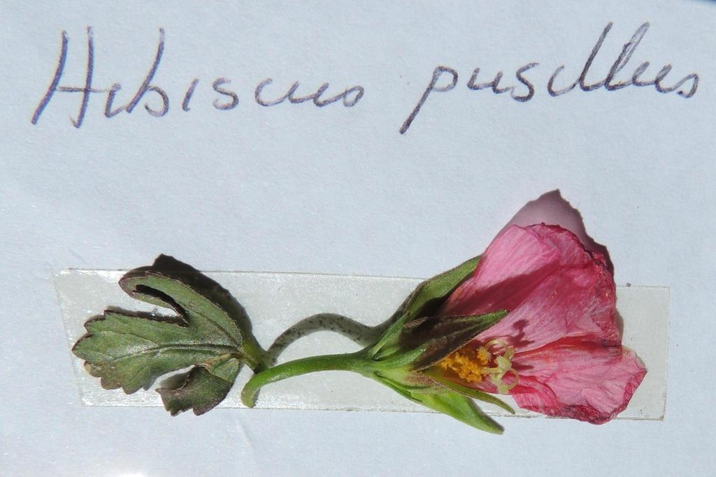 Bladderweed (Hibiscus pusillus) - Botanical Realm