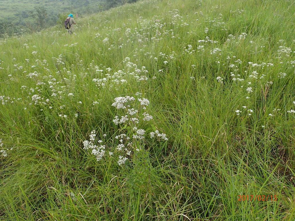 (Selago hyssopifolia) - Botanical Realm