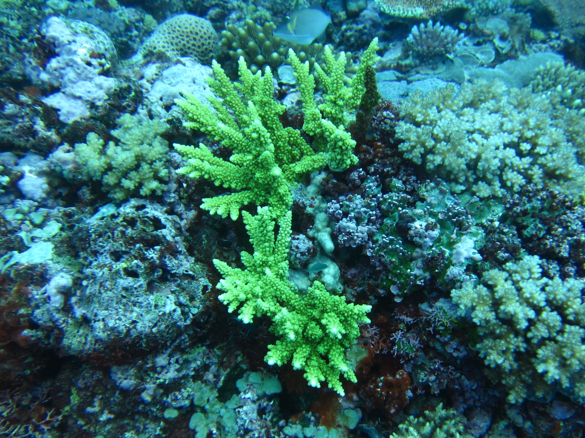 Acropora austera (Dana, 1846)