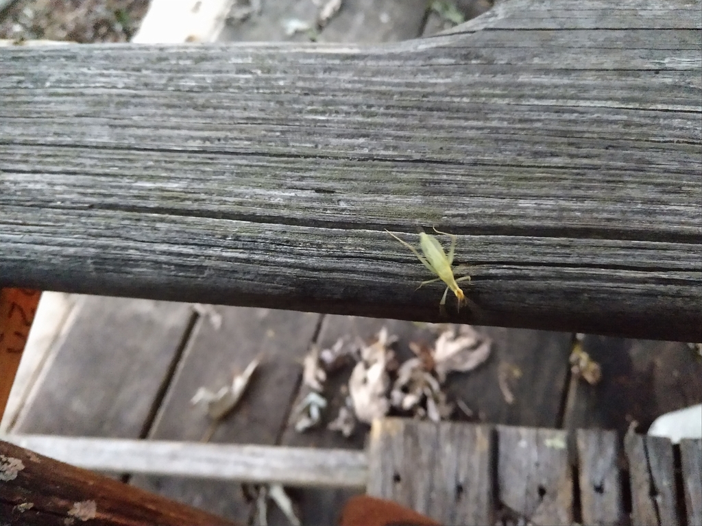 Narrow-winged Tree Cricket from Fletcher, NC 28732, USA on September 25 ...