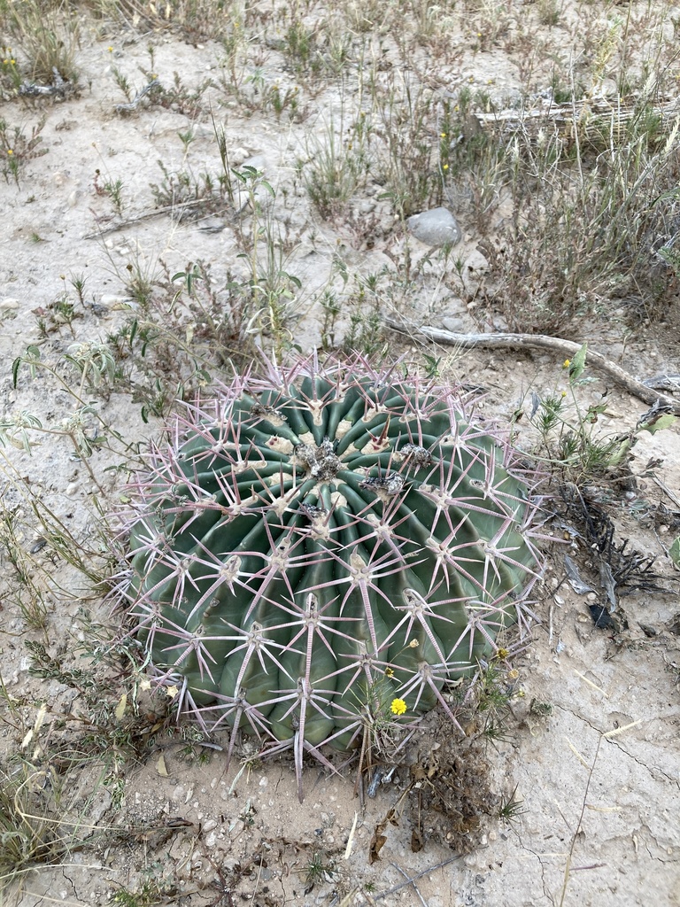 Horse Crippler Cactus in September 2021 by Cecelia Alexander · iNaturalist