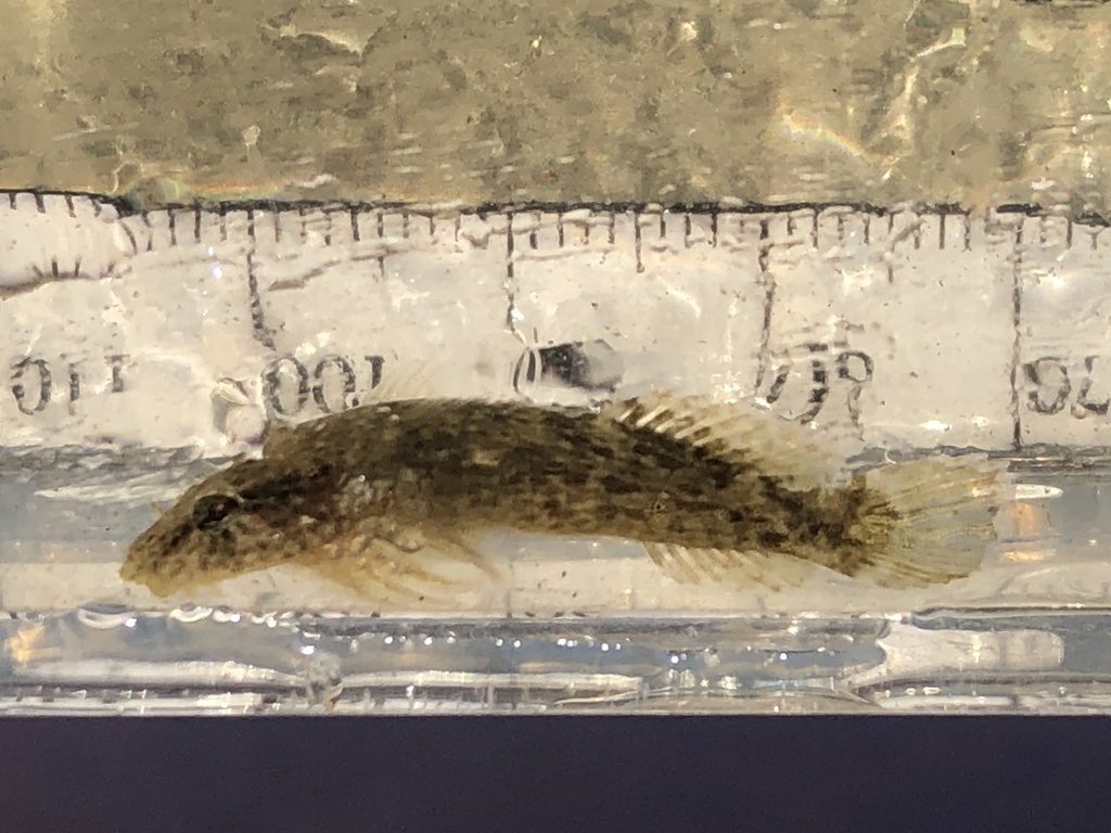 Skilletfish (Gobiesox strumosus) - Marine Life Identification