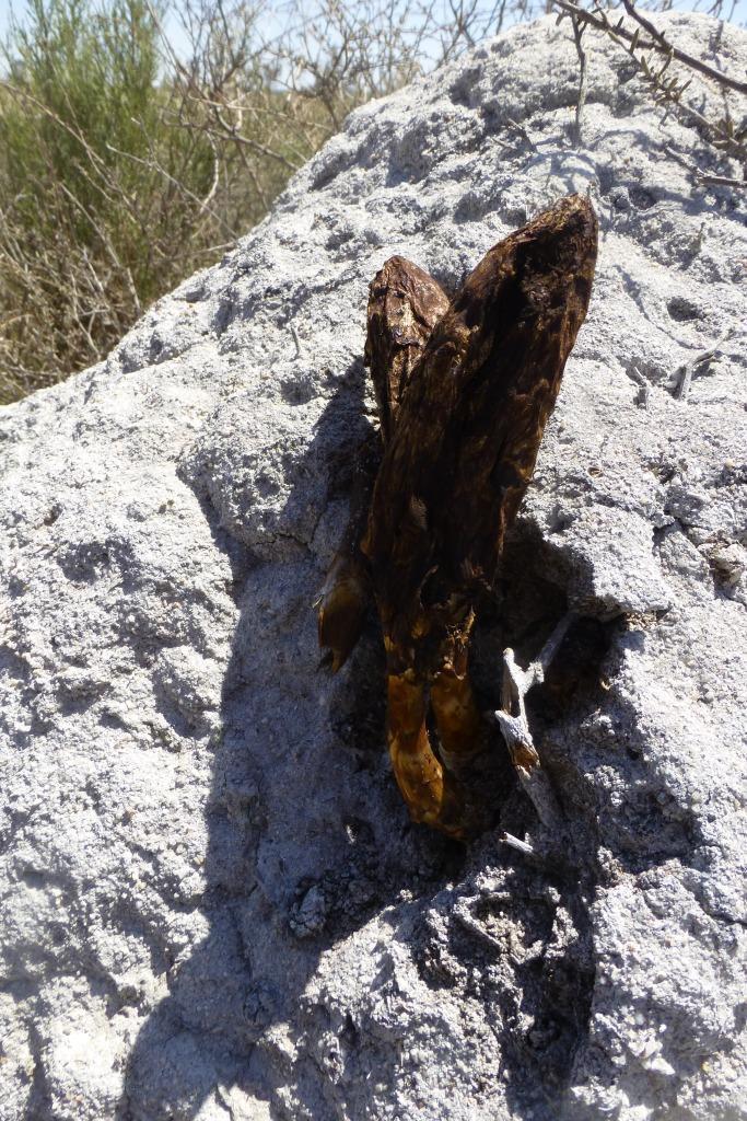 Podaxis termitophilus from JN Briers Louw Nature Reserve: This fungus ...