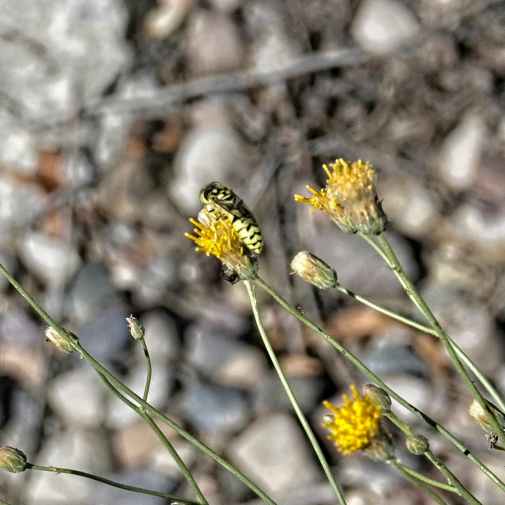 Sand Wasps from Maricopa County, AZ, USA on September 23, 2021 at 09:46 ...
