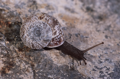 Chilostoma tigrinum · iNaturalist