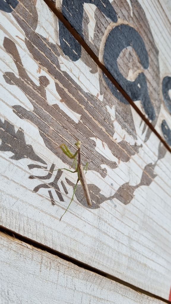 Sonoran Tiger Mantis from Janos, MX-CH, MX on September 25, 2021 at 04: ...