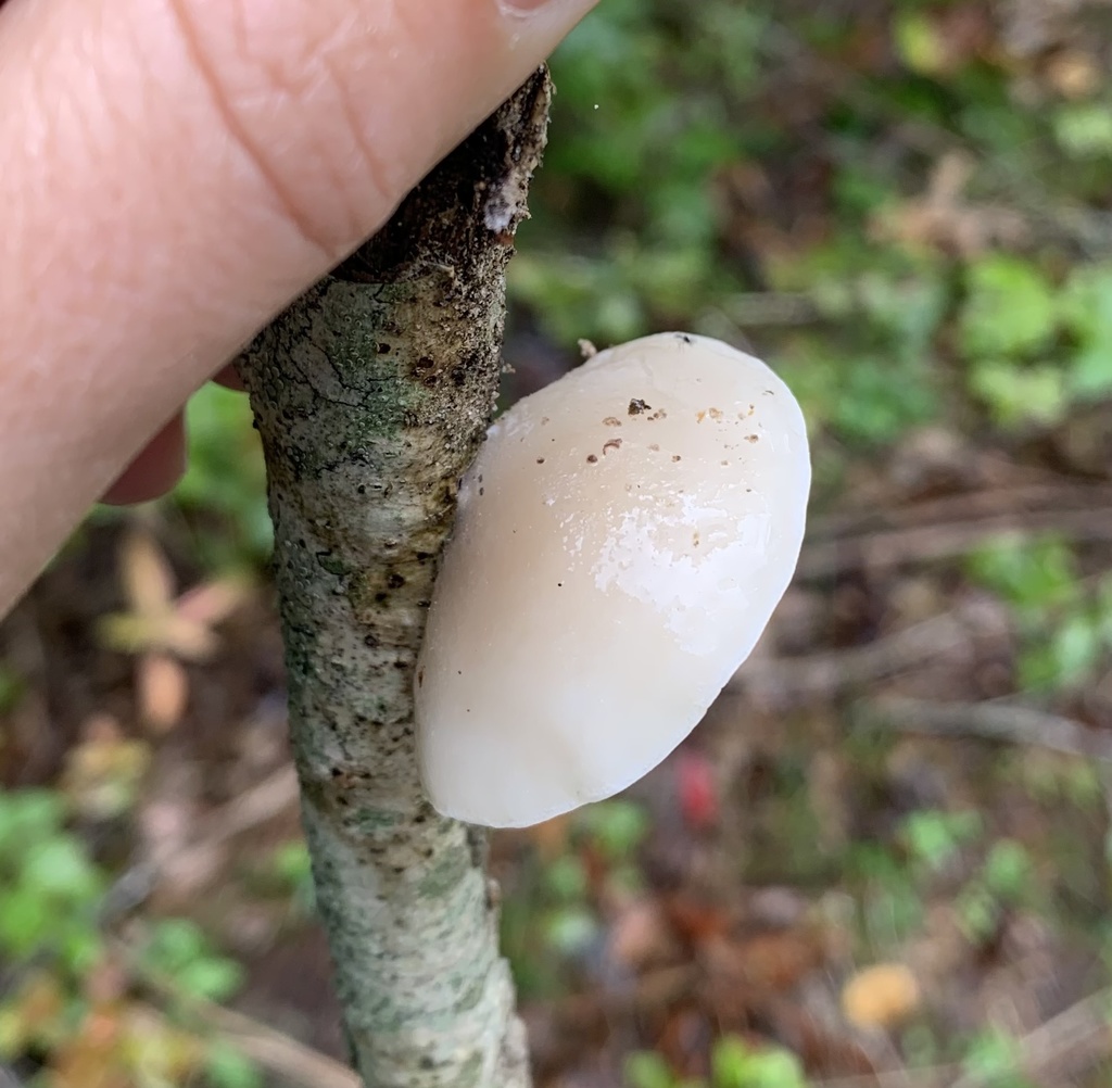 White Cheese Polypore from Beaver Dam Rd, Plymouth, MA, US on September ...