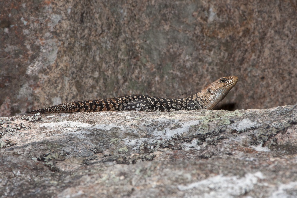 Cunningham's Skink from Girraween QLD 4382, Australia on January 03 ...