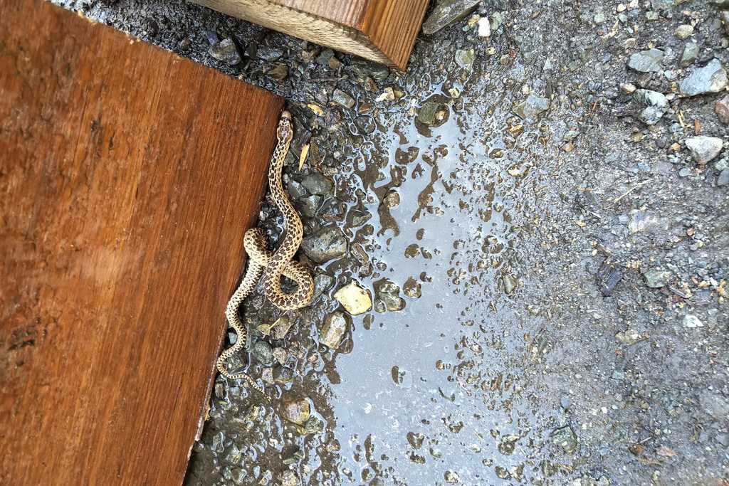 Pacific Gopher Snake from Sonoma County, CA, USA on September 17, 2021 ...