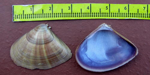 Tivela damaoides · iNaturalist Ecuador