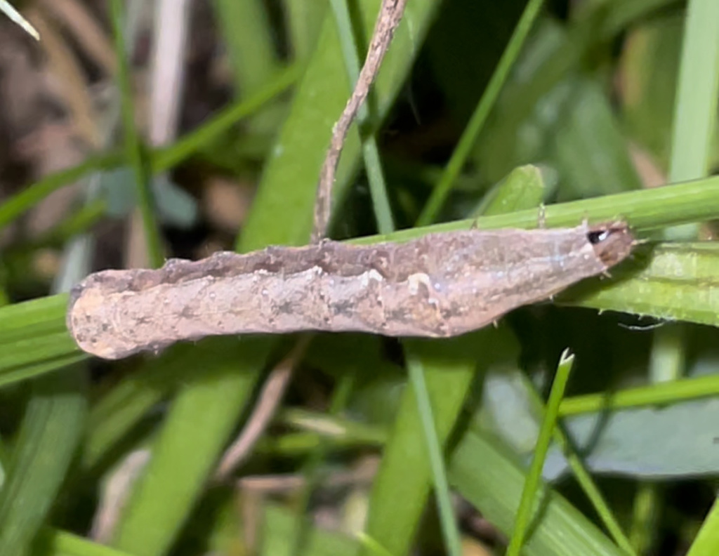 Rustic Quaker (Lee County SC Moths) · iNaturalist