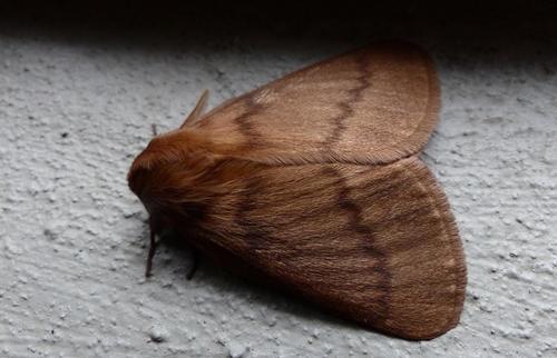 Phyllalia valida · iNaturalist