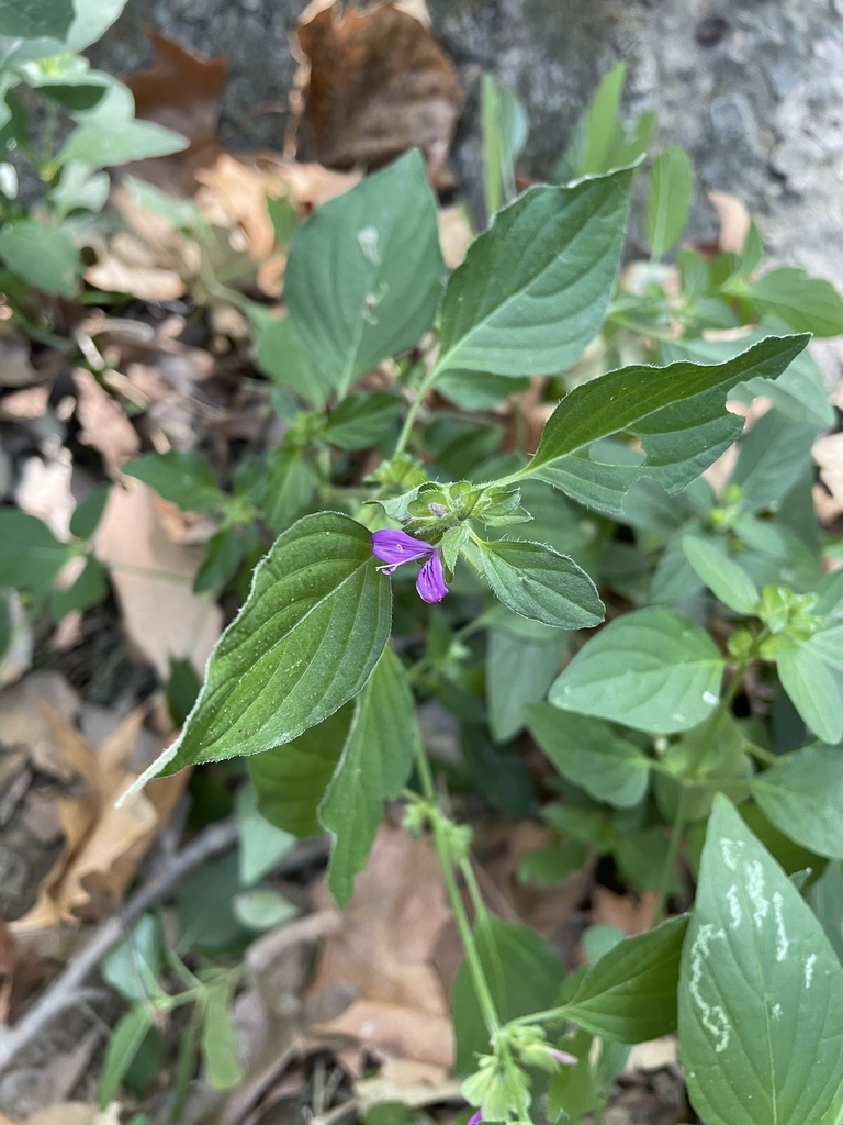 False Mint from McKinney, TX, US on September 25, 2021 at 01:44 PM by ...