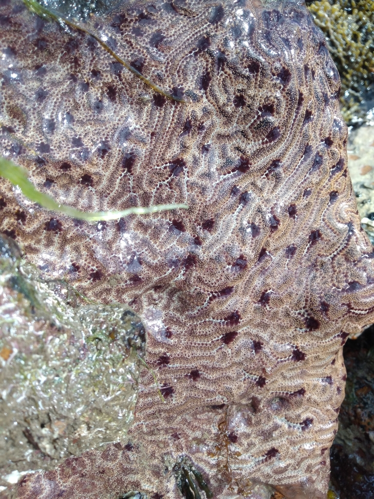 ladder ascidian from Bass Coast - Phillip Is., AU-VI, AU on September ...