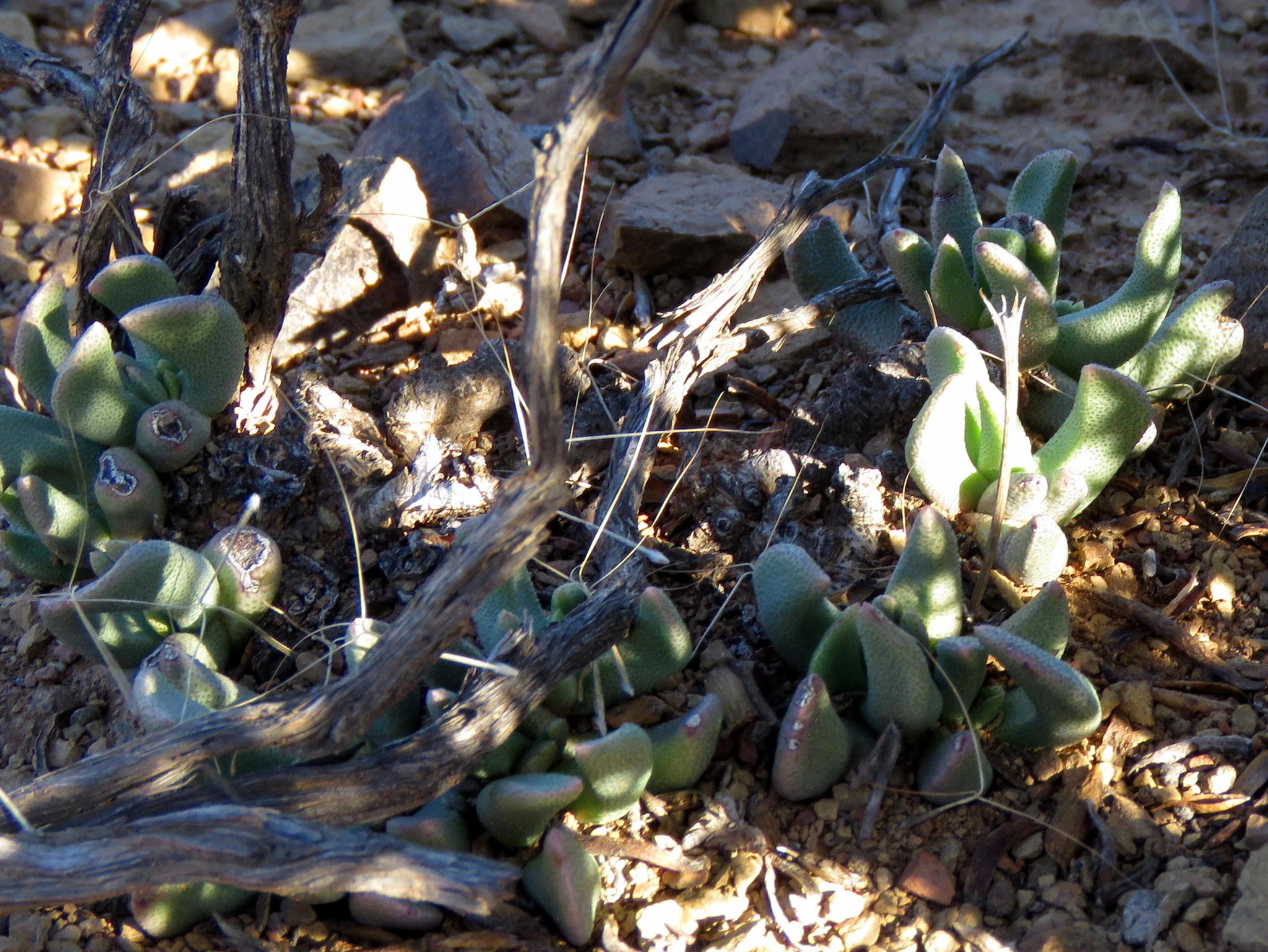 Hereroa concava L.Bolus