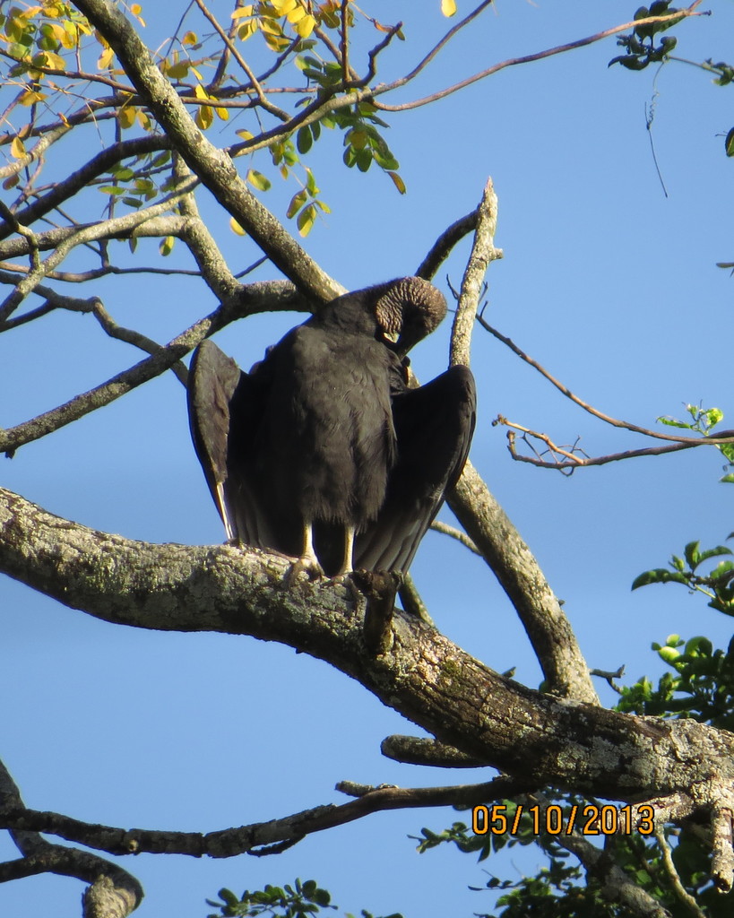 Black Vulture from Ibagué, Tolima, Colombia on October 05, 2013 by ...