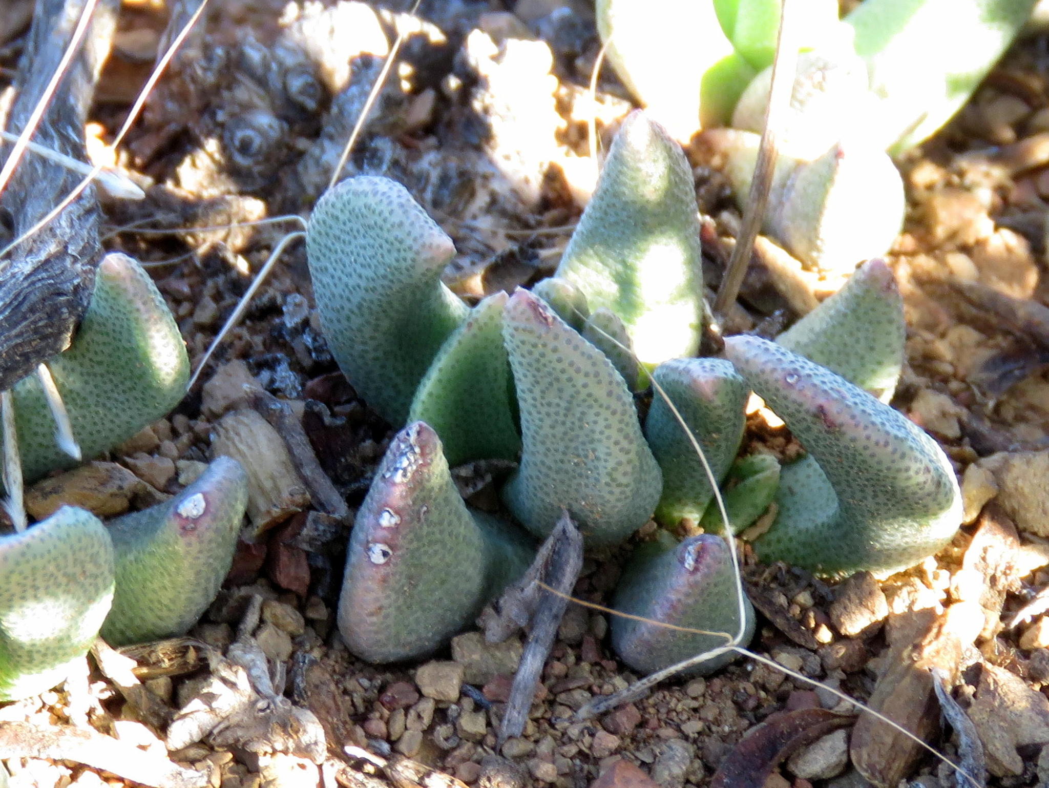 Hereroa concava L.Bolus