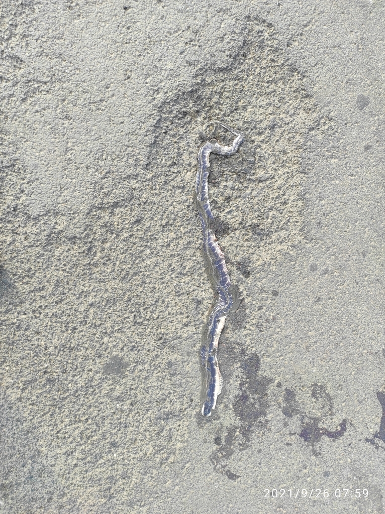 Common Krait from Bhavnagar, Gujarat 364001, India on September 26 ...