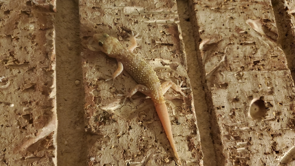 Mediterranean House Gecko from Westwood Richland, Abilene, TX, USA on ...