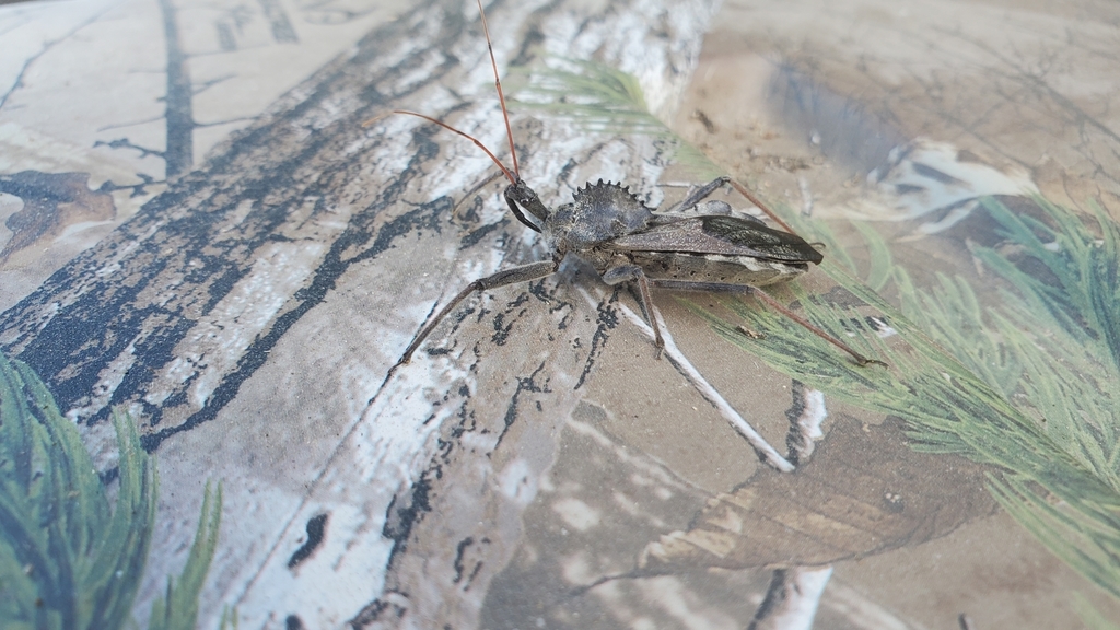 North American Wheel Bug from Baird, TX 79504, USA on September 25 ...