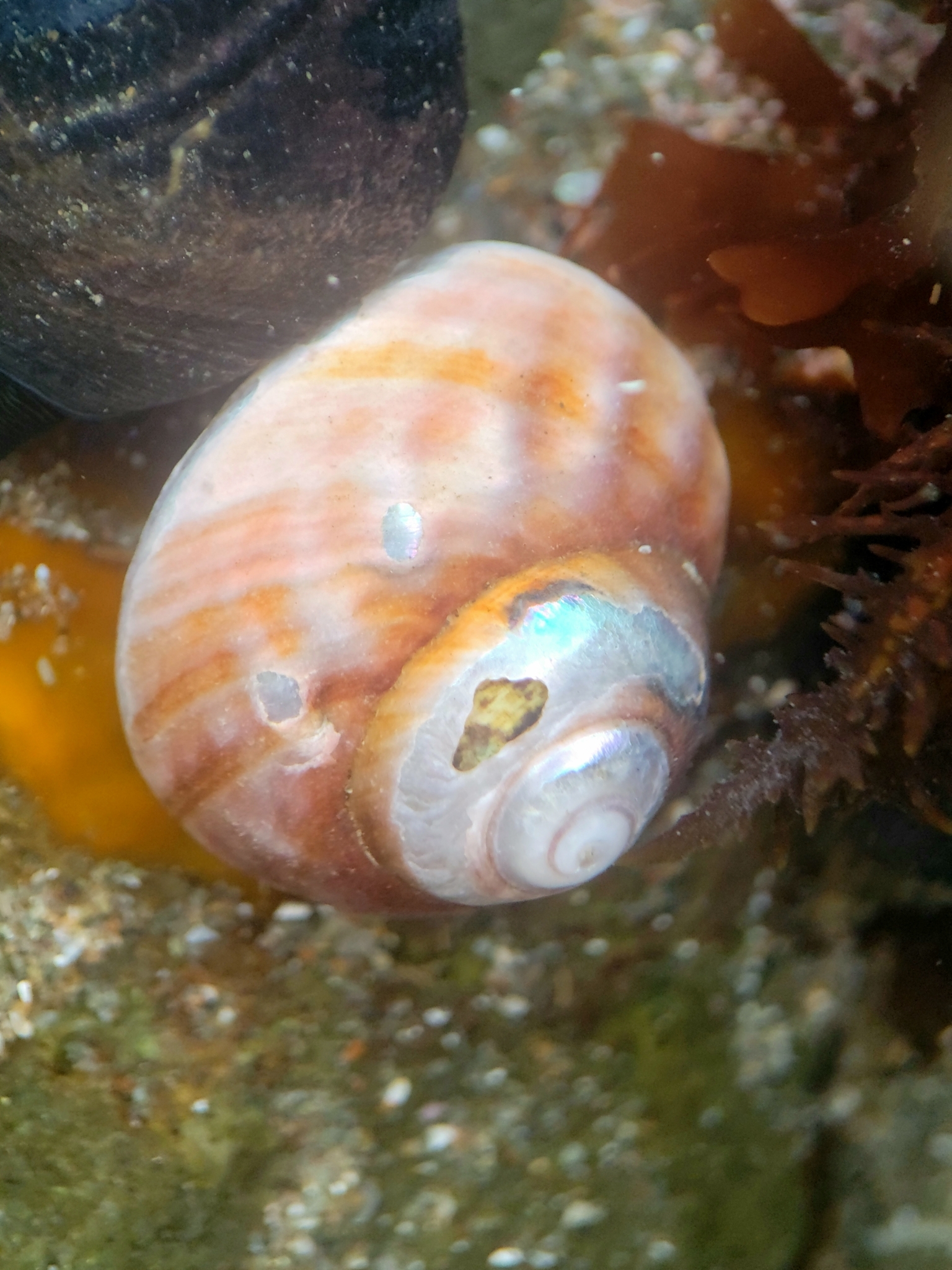 Tegula pulligo (Gmelin, 1791)