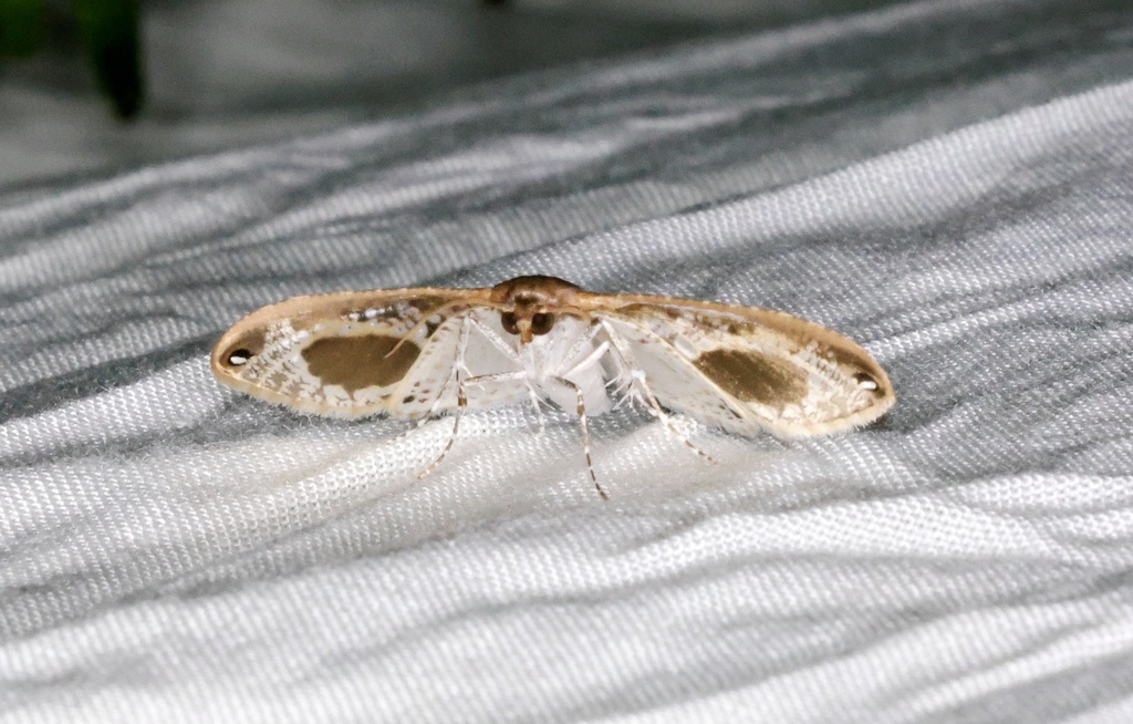 Calindoea sapa from 香港西貢 on September 25, 2021 at 08:18 PM by sk2 ...