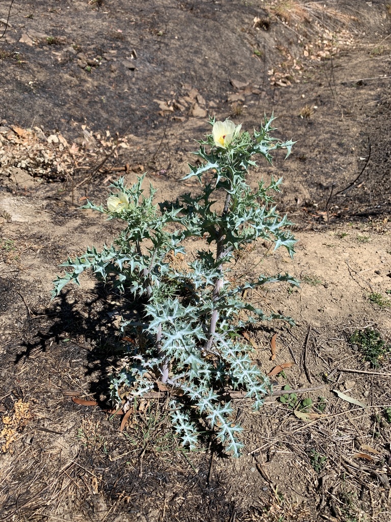 prickly poppies from Jimna Forest, Jimna, QLD, AU on September 25, 2021 ...