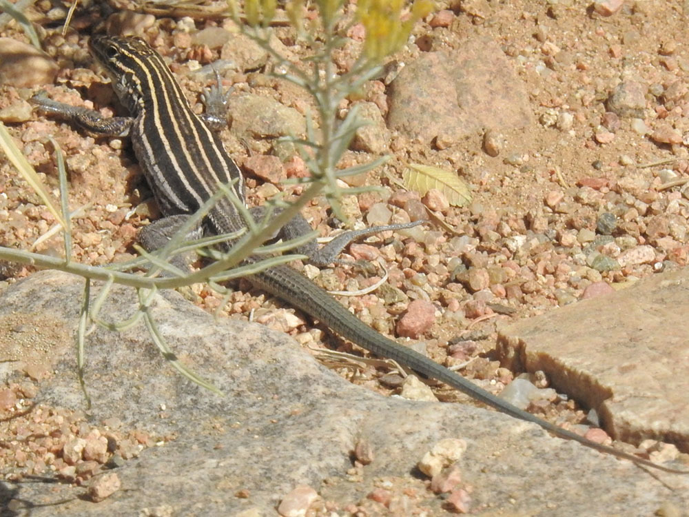 Plateau Striped Whiptail (Lizards of Highlands Center for Natural ...