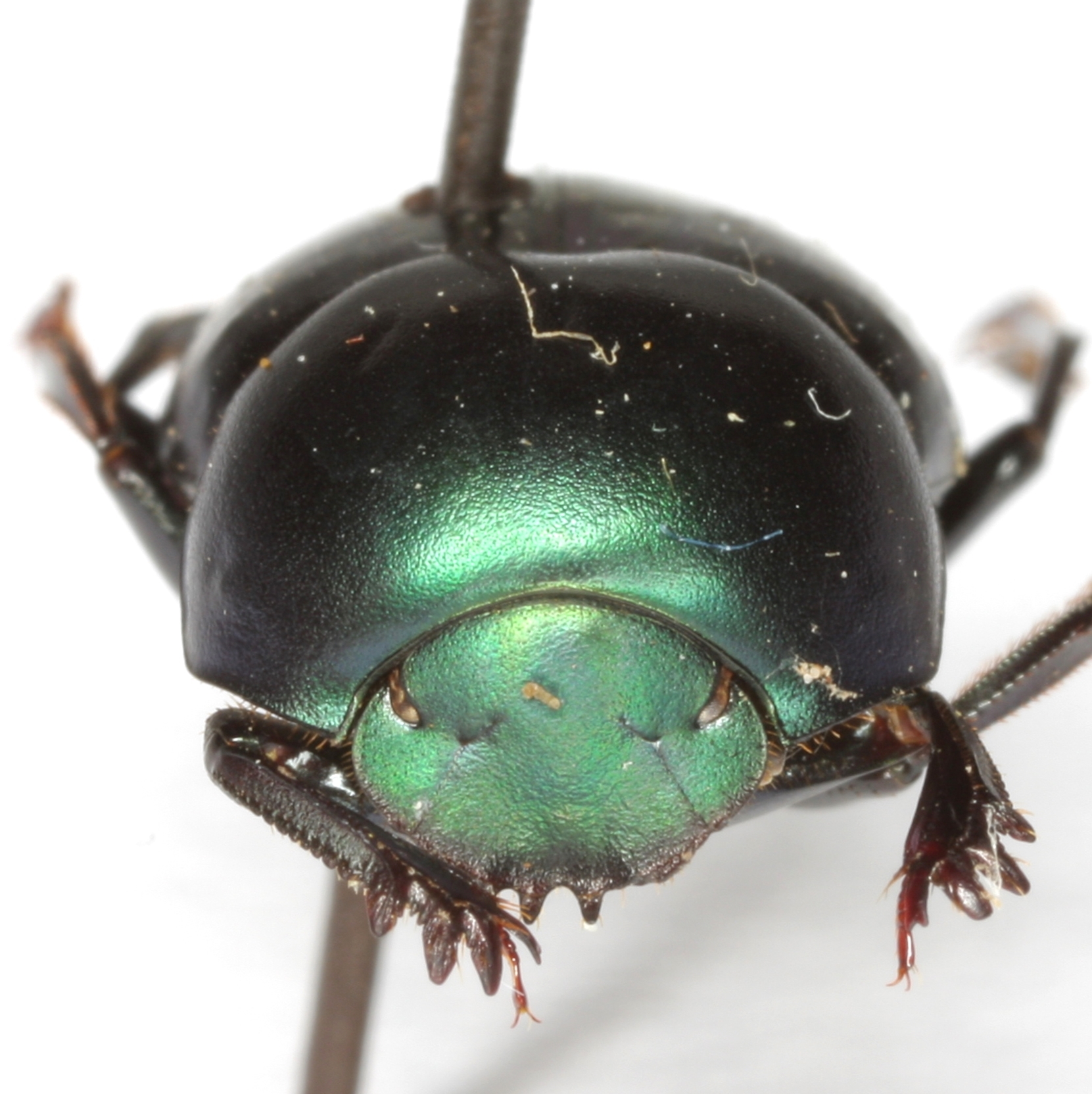 Canthon cyanellus LeConte, 1859