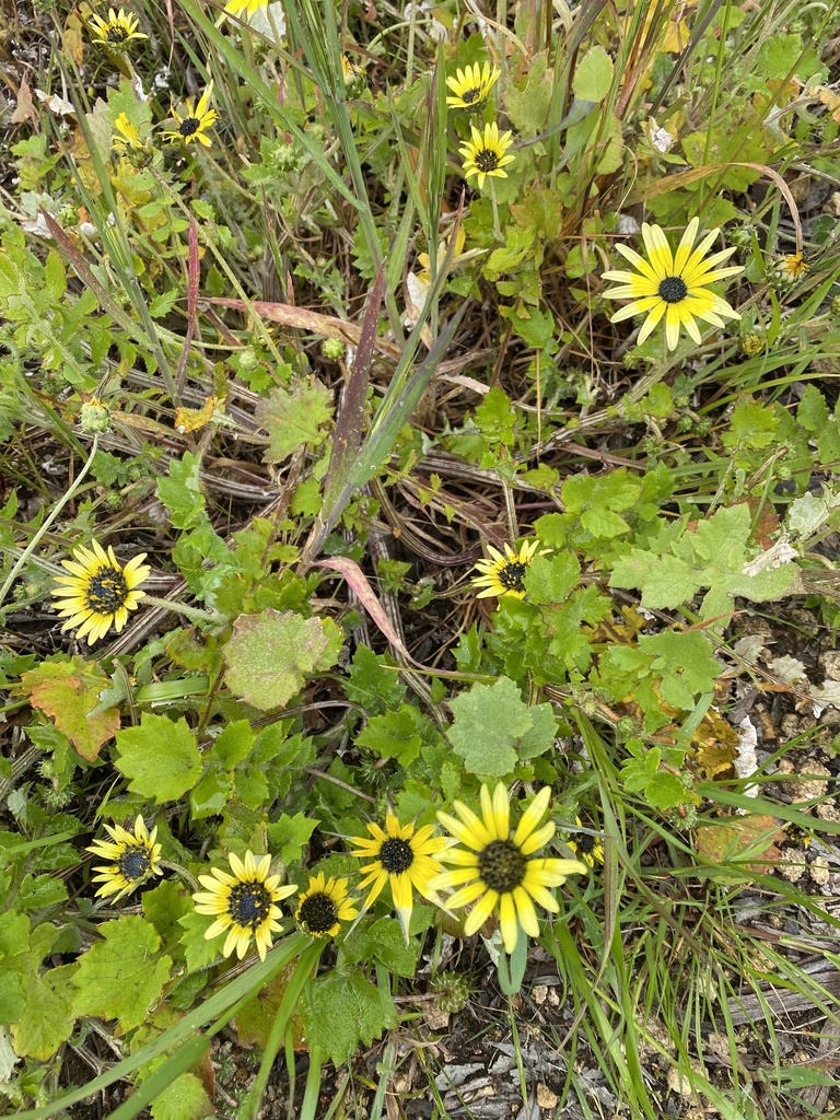 Capeweed from Nyleeta Close, Ferguson, WA, AU on September 26, 2021 at ...