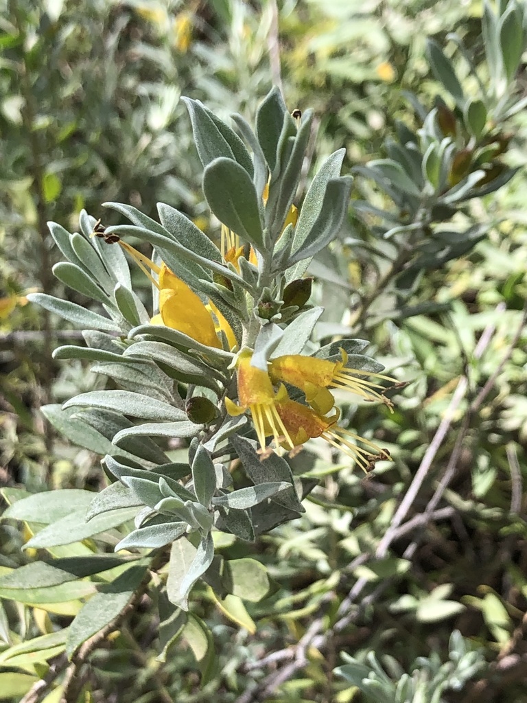 Common Emu-Bush from Talisker Conservation Reserve, Silverton, SA, AU ...