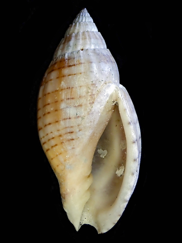 Lyria deliciosa · iNaturalist