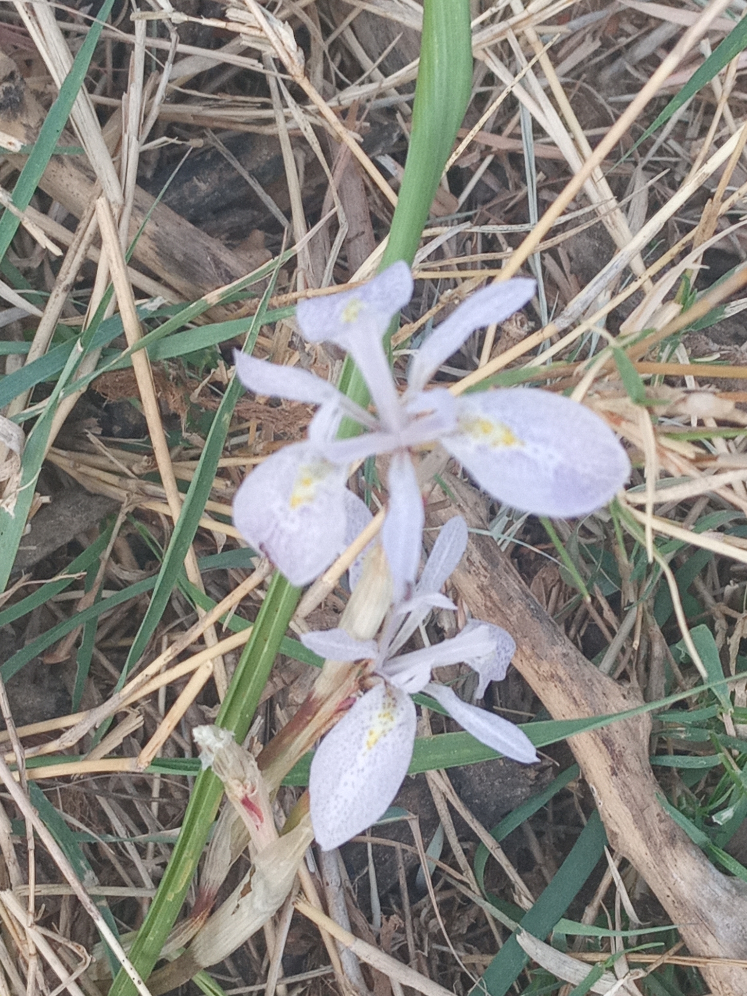 Moraea simulans Baker