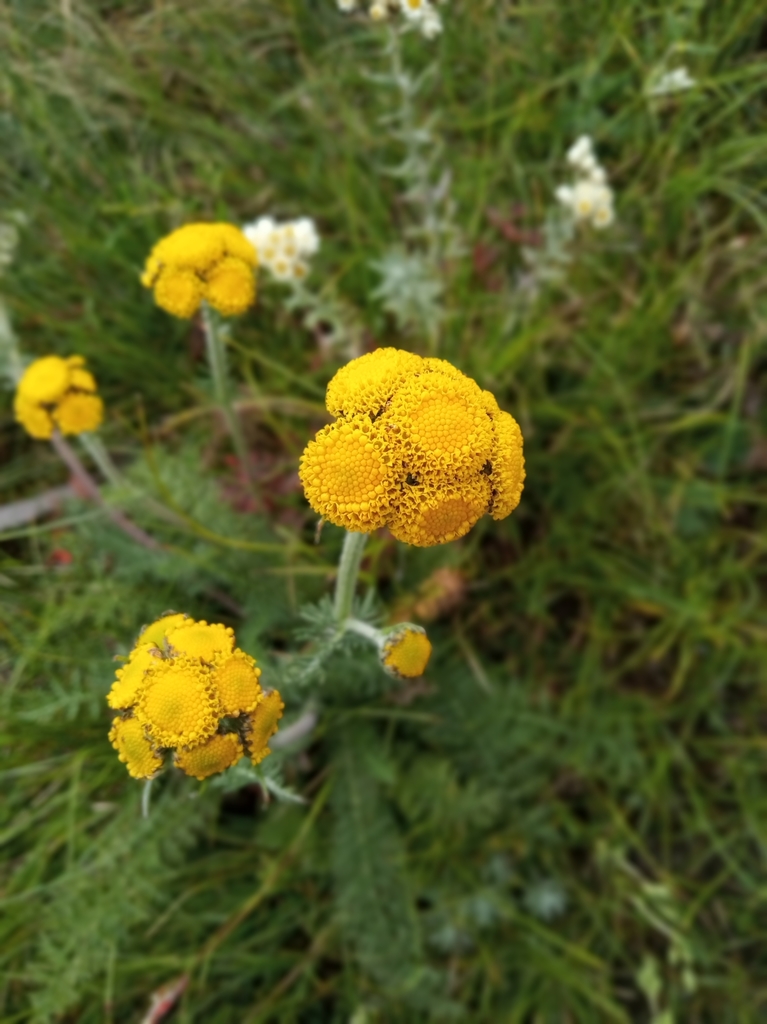 (Hippolytia longifolia) - Botanical Realm