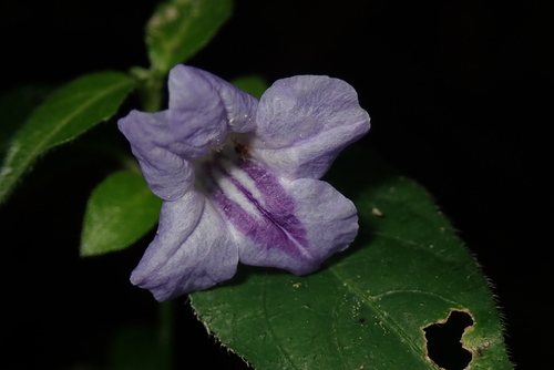 Creeping Ruellia (Ruellia repens) · iNaturalist United Kingdom