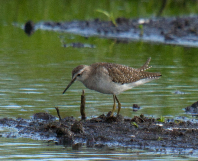 Wood Sandpiper from Nathan Road Wetlands Reserve on January 23, 2016 at ...