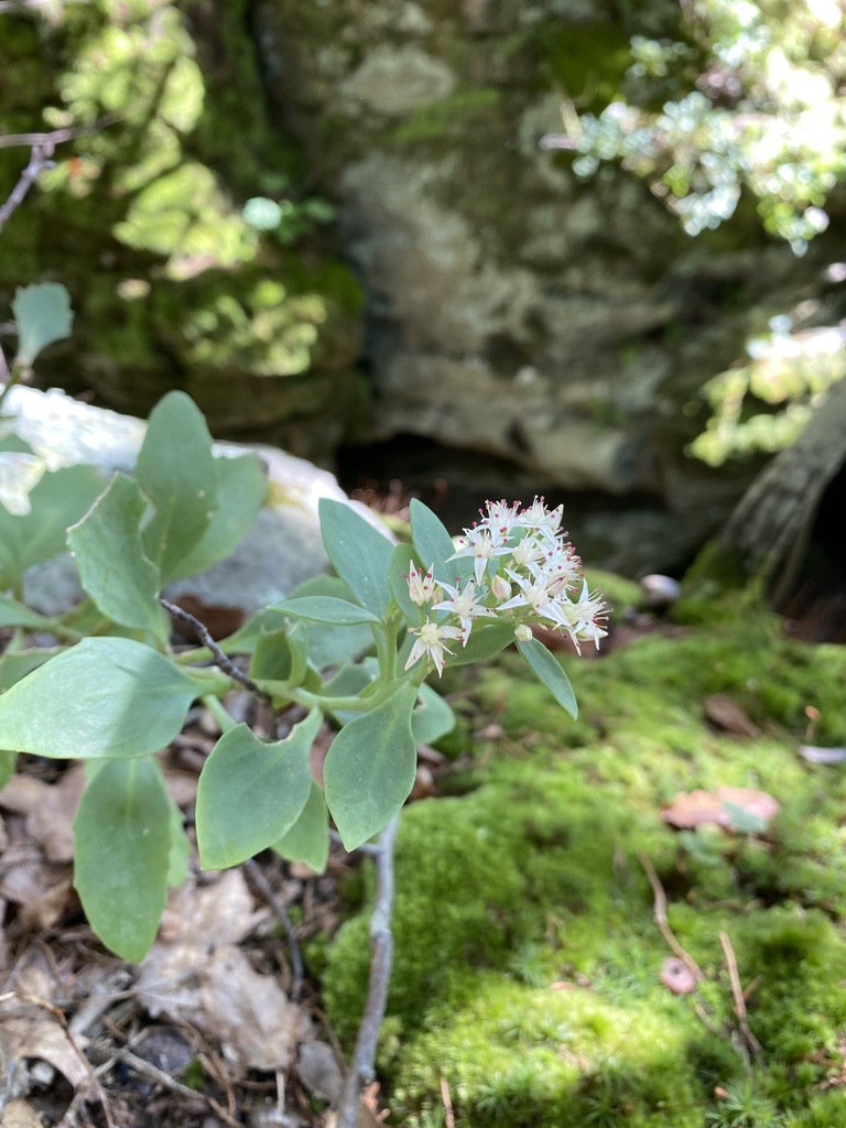 Allegheny stonecrop in September 2021 by abelkinser · iNaturalist