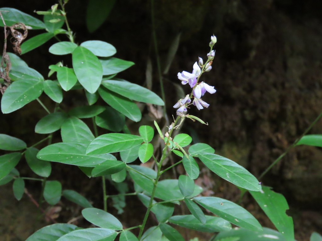 Grona reticulata from 香港大埔滘 on September 26, 2021 at 09:59 AM by tkp123 ...
