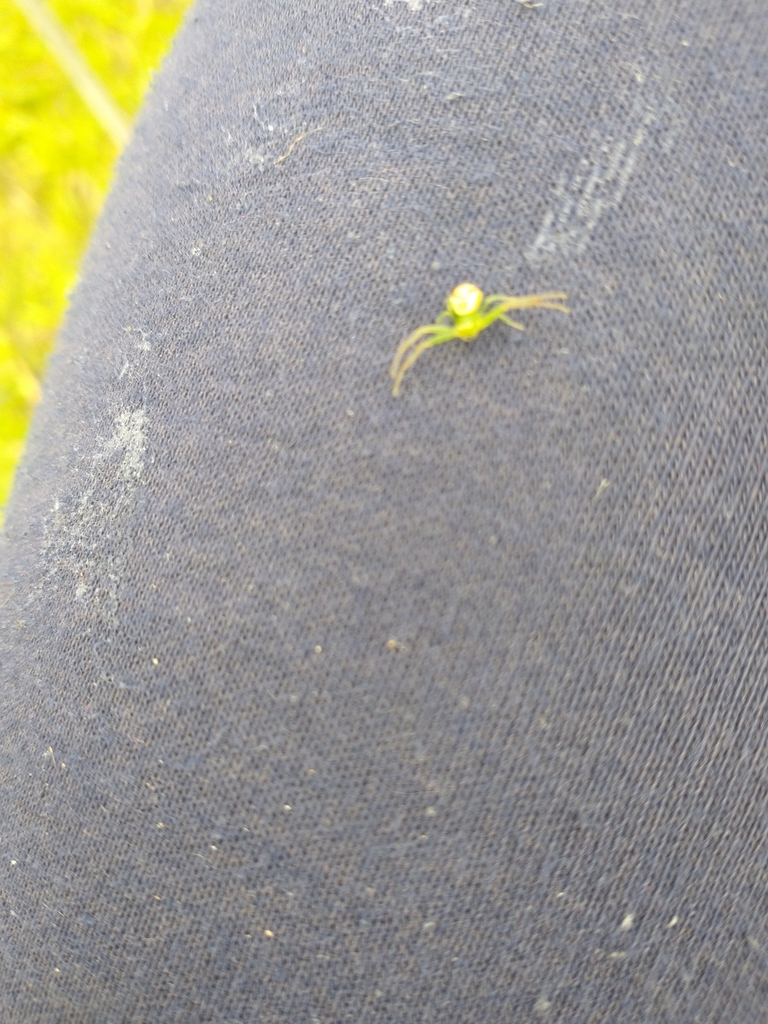 Triangle Crab Spider from Poznański on September 26, 2021 at 10:13 AM ...