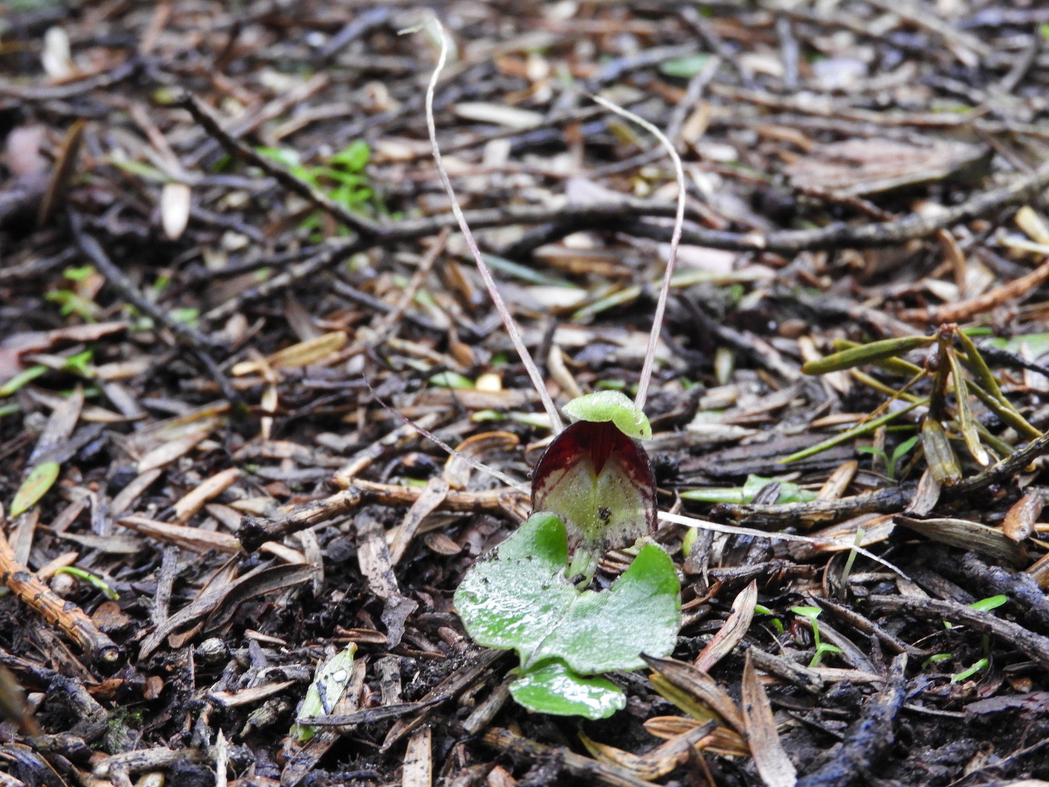 Corybas trilobus (Hook.f.) Rchb.f.