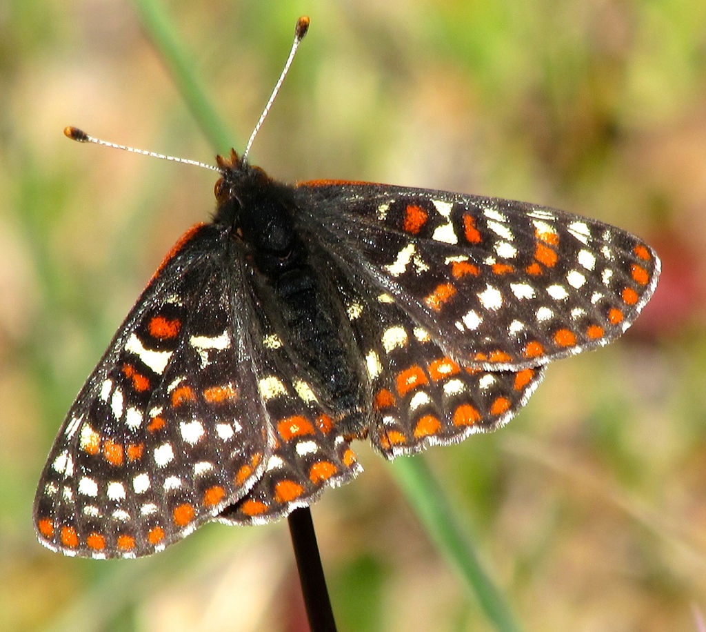 Bay Checkerspot (Crater Lake National Park Pollinator ID Guide 🐝 ...